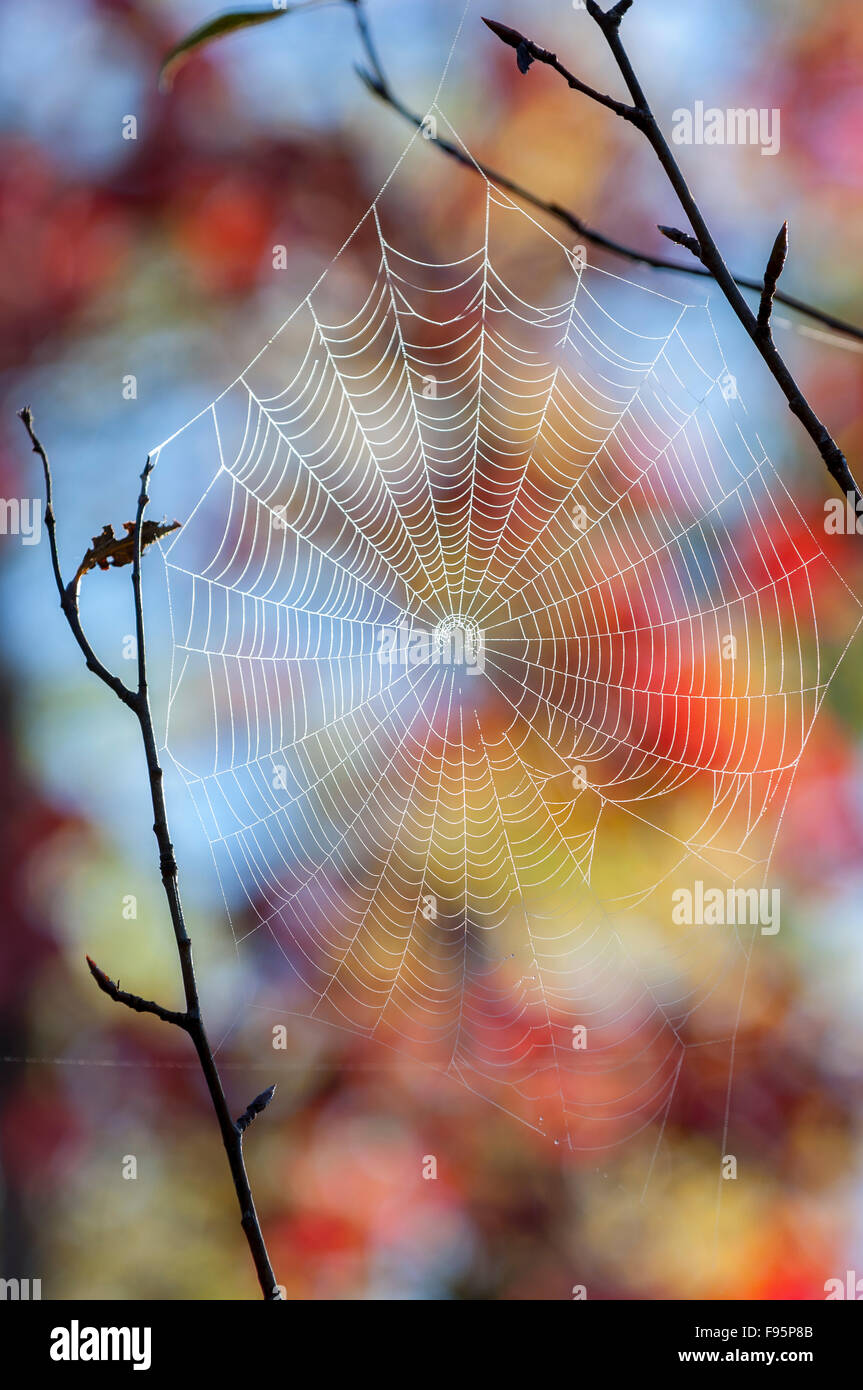 Spider Web with Fall Colours, Ontario Stock Photo - Alamy