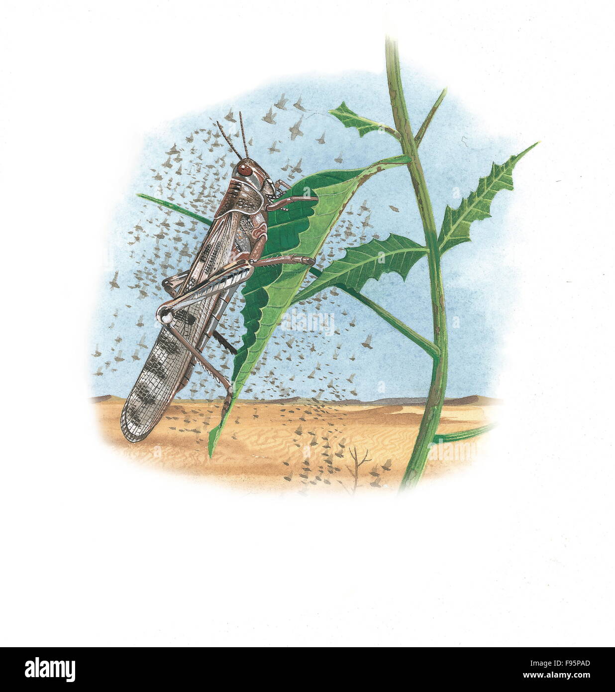 Desert locust insects illustration bugs desert hi-res stock photography ...