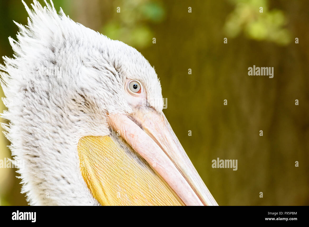 Wild Pelican Portrait Stock Photo - Alamy