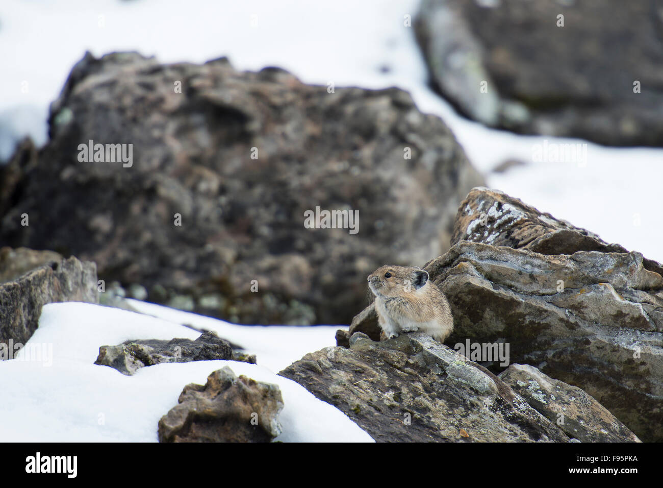Pika, Alberta, Canada Stock Photo - Alamy