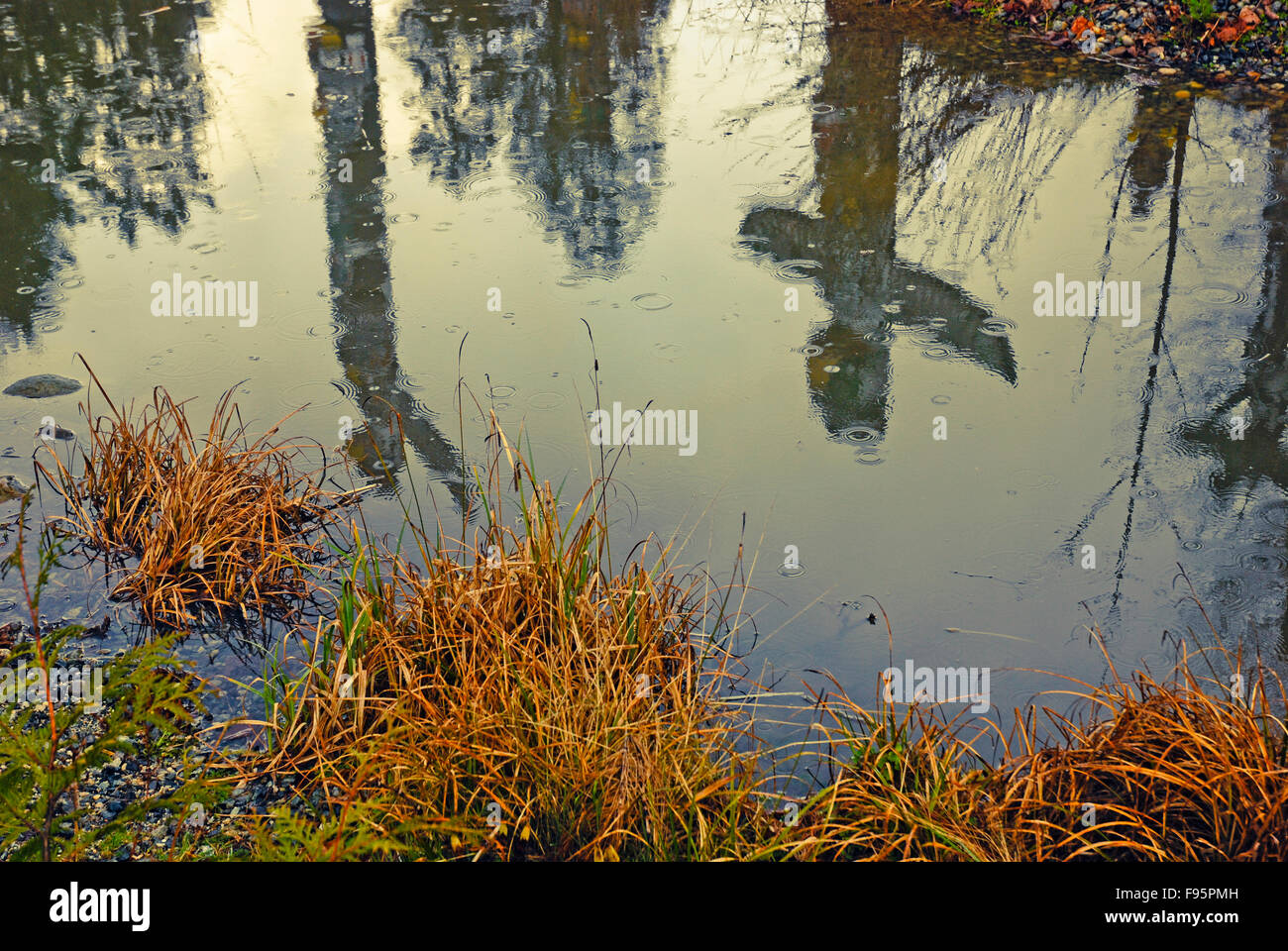 Totem pole reflection in a pond in Stanley Park, Vancouver, British ...