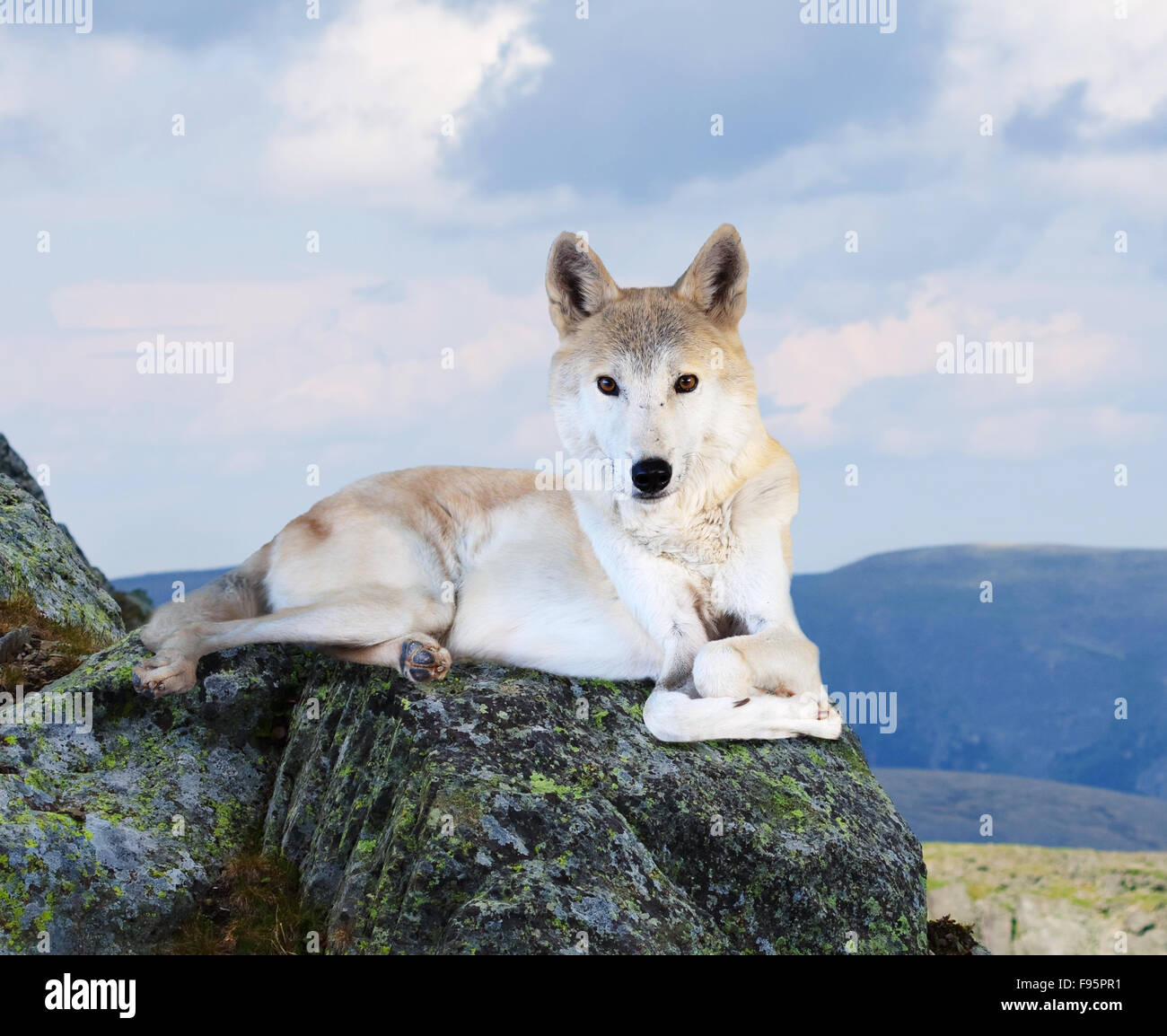 White wolf hi-res stock photography and images - Alamy