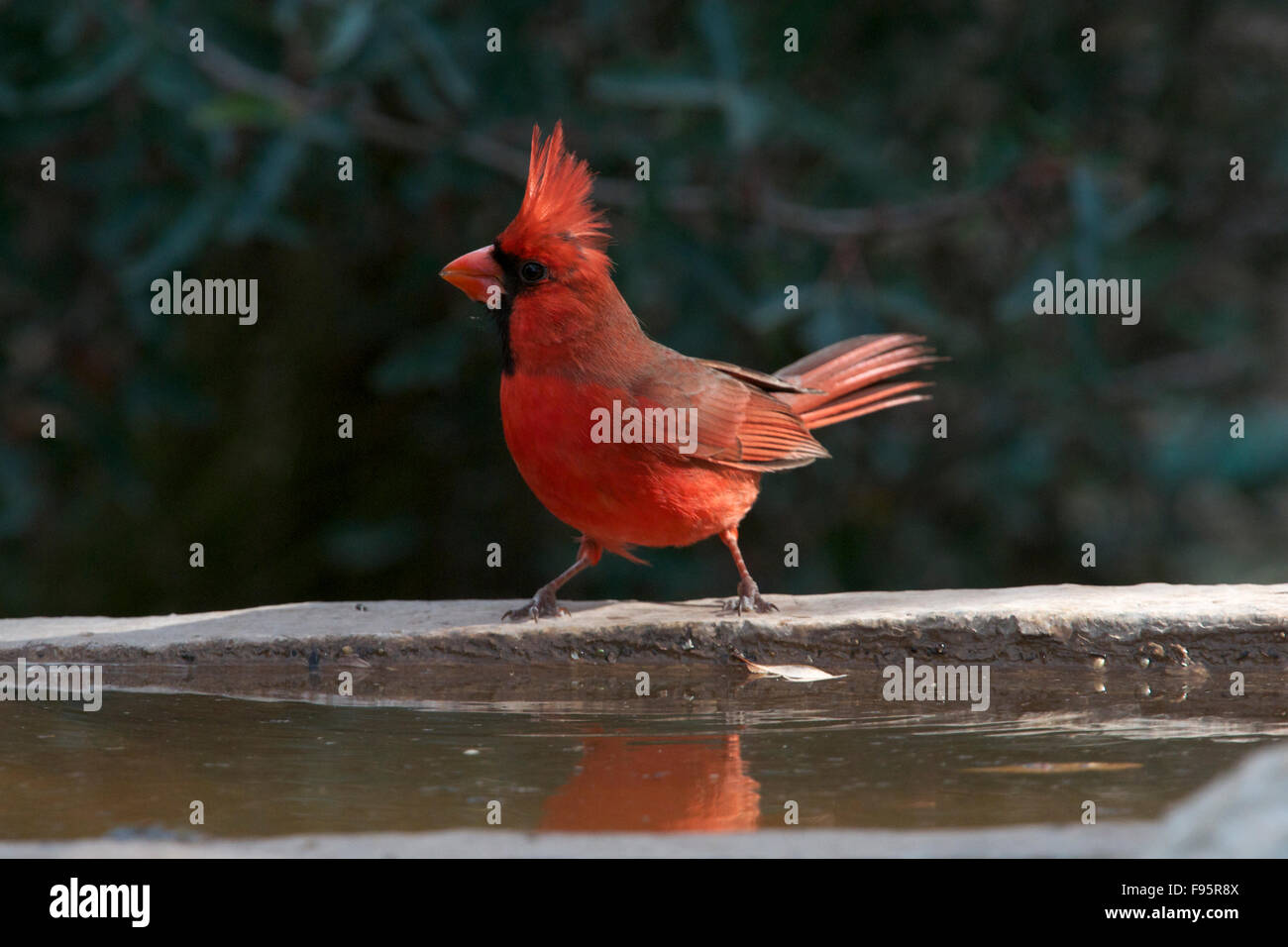 Male Northern Cardinal drinking from pond, (Cardinalis cardinalis ...