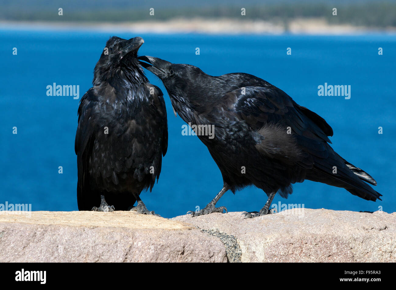 Two ravens hi-res stock photography and images - Alamy