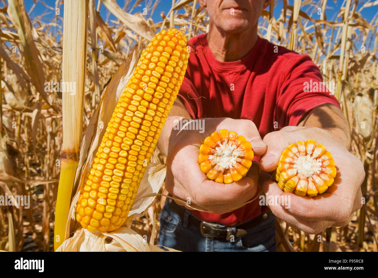 a farmer's hand holding mature harvest ready grain/feed corn in a field ...