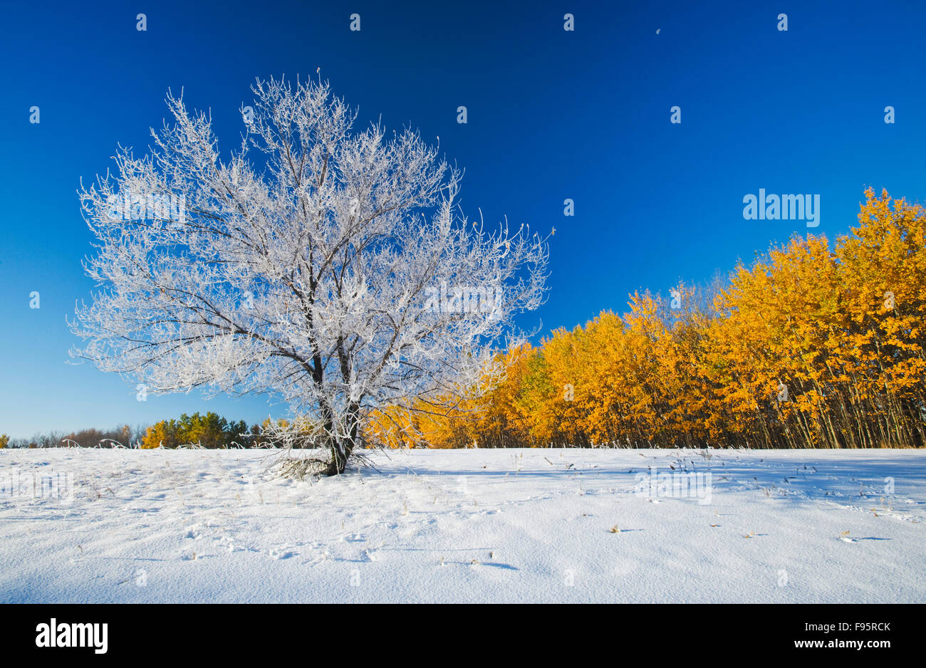autumn snow in Birds Hill Provincial Park, Manitoba, Canada Stock Photo ...