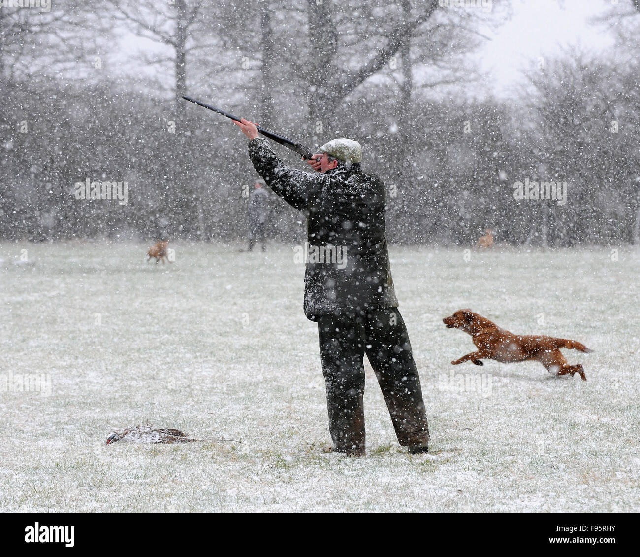 Game shooting U.K Stock Photo - Alamy