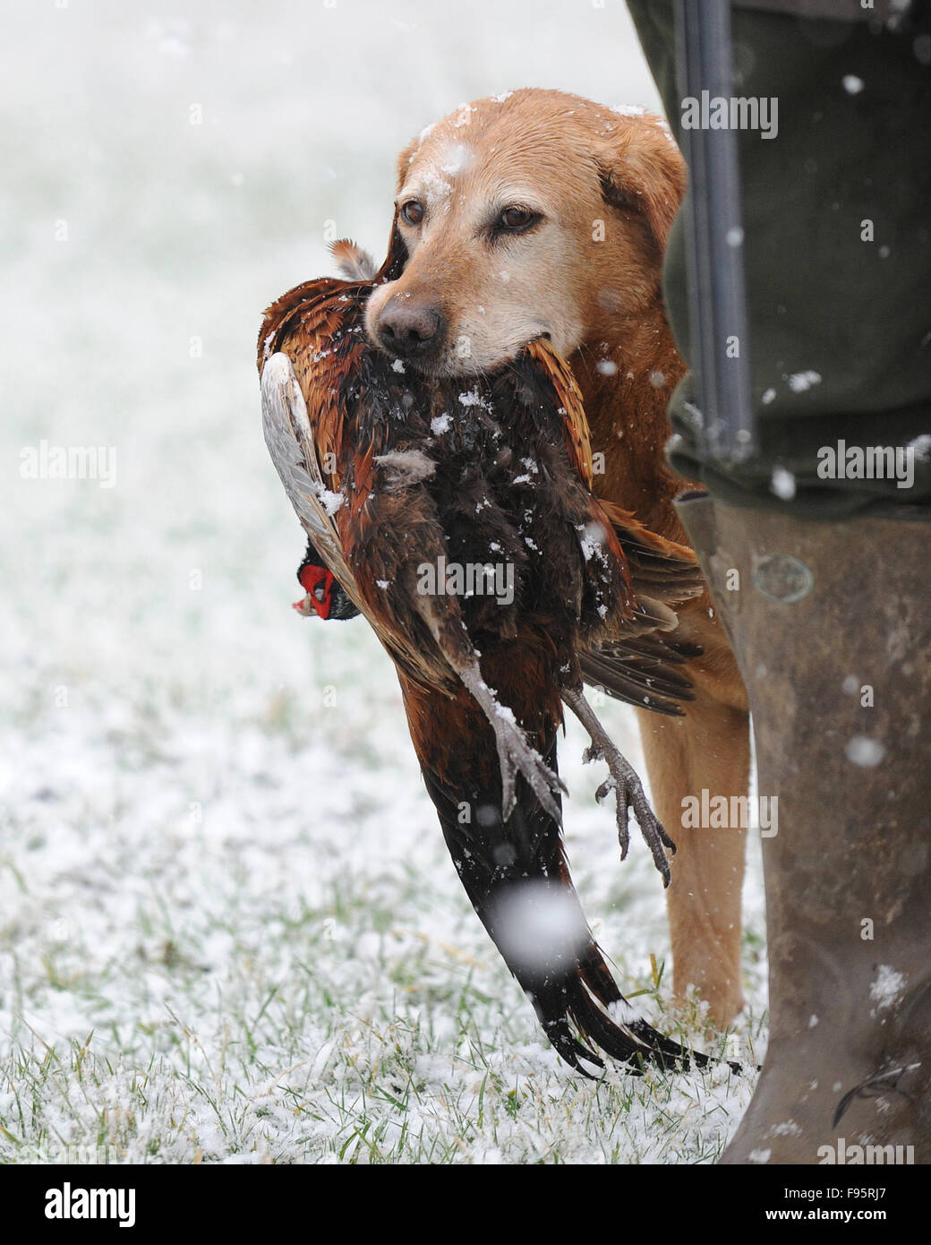 Shooting game birds hi-res stock photography and images - Alamy