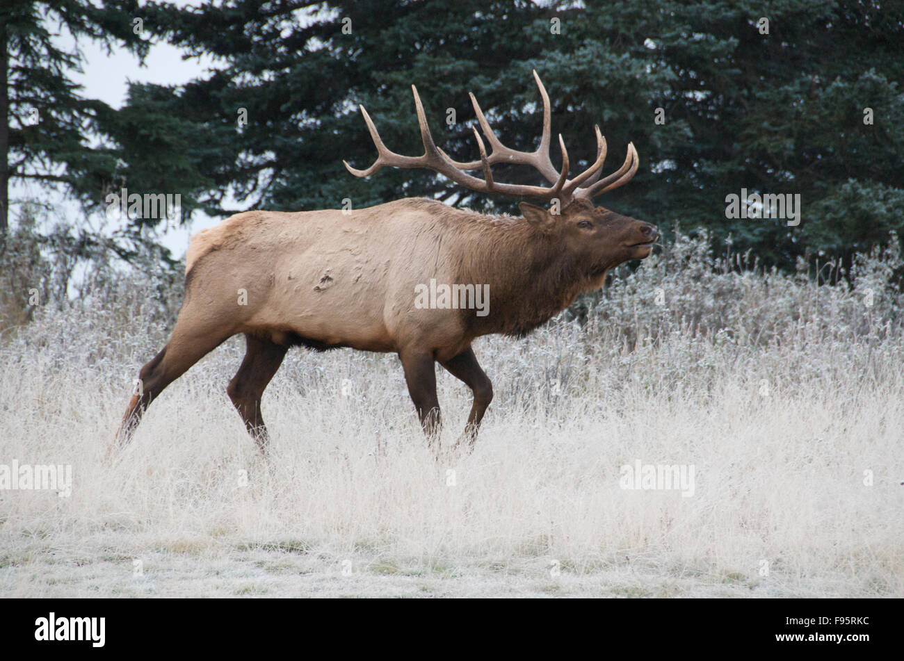 Side view of bull elk hi-res stock photography and images - Alamy