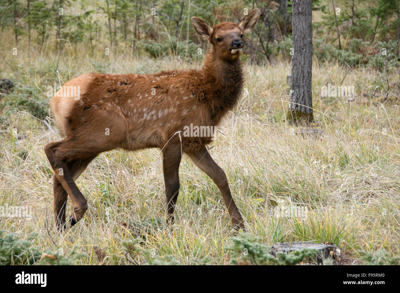 Wild Calf elk or wapiti (Cervus canadensis), Jasper National Park ...