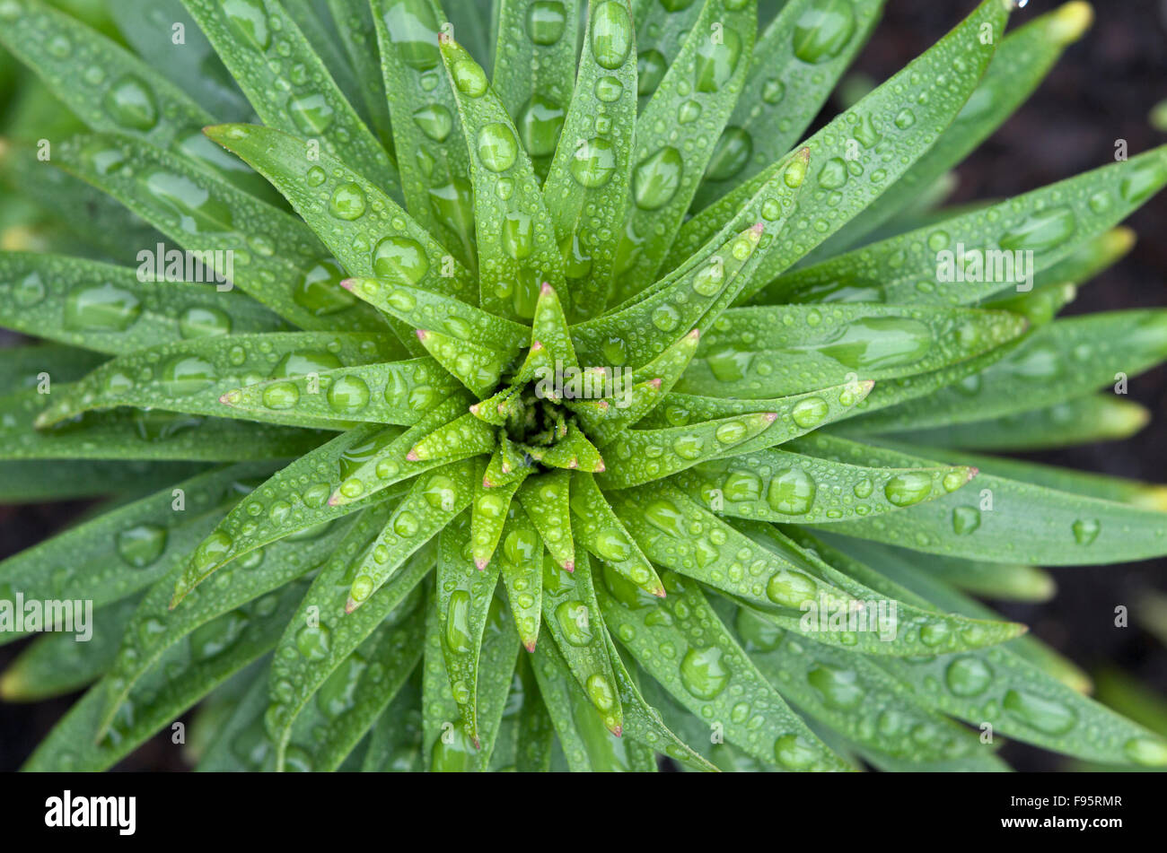 Day lily leaves hi-res stock photography and images - Alamy
