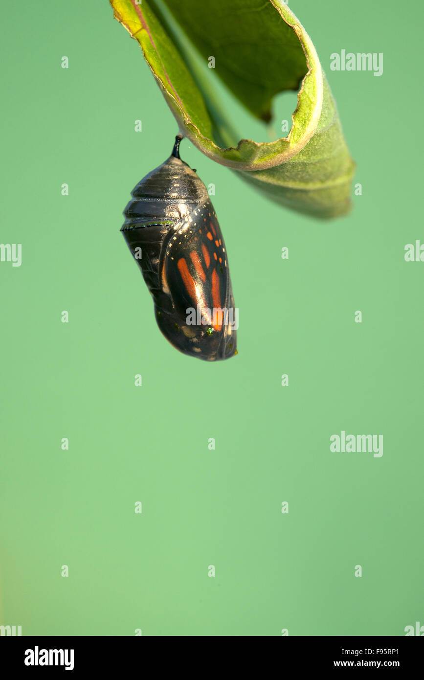 Butterfly Chrysalis Images at Numbers Mcleod blog