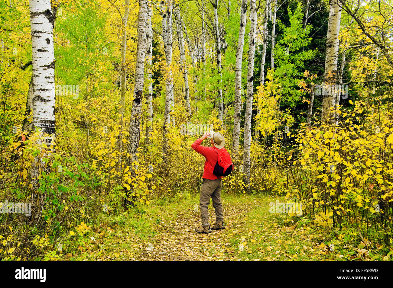 hiker bird watching on trail in deciduous forest, Riding Mountain ...