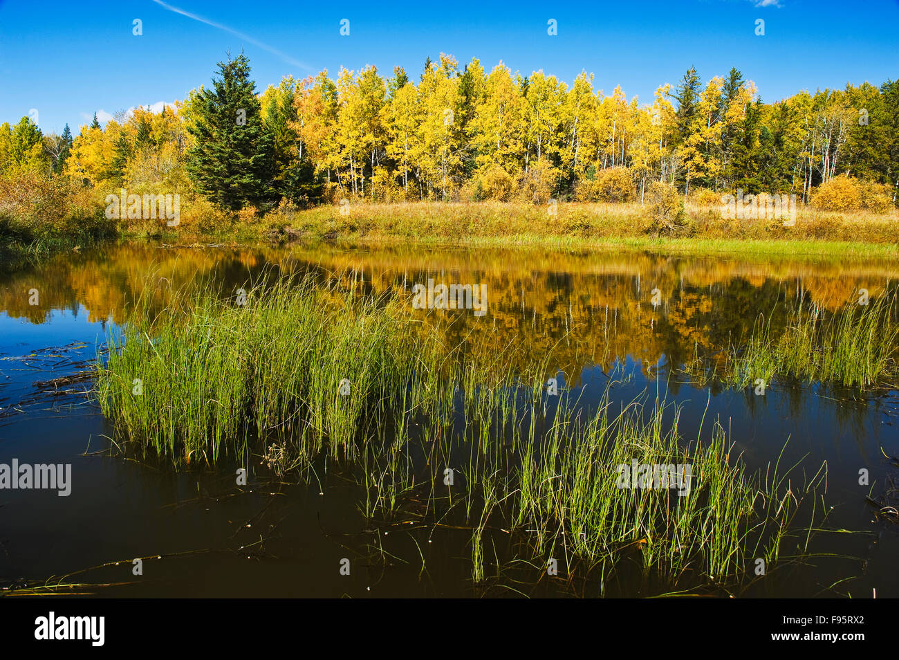 Fall colours manitoba hi-res stock photography and images - Alamy