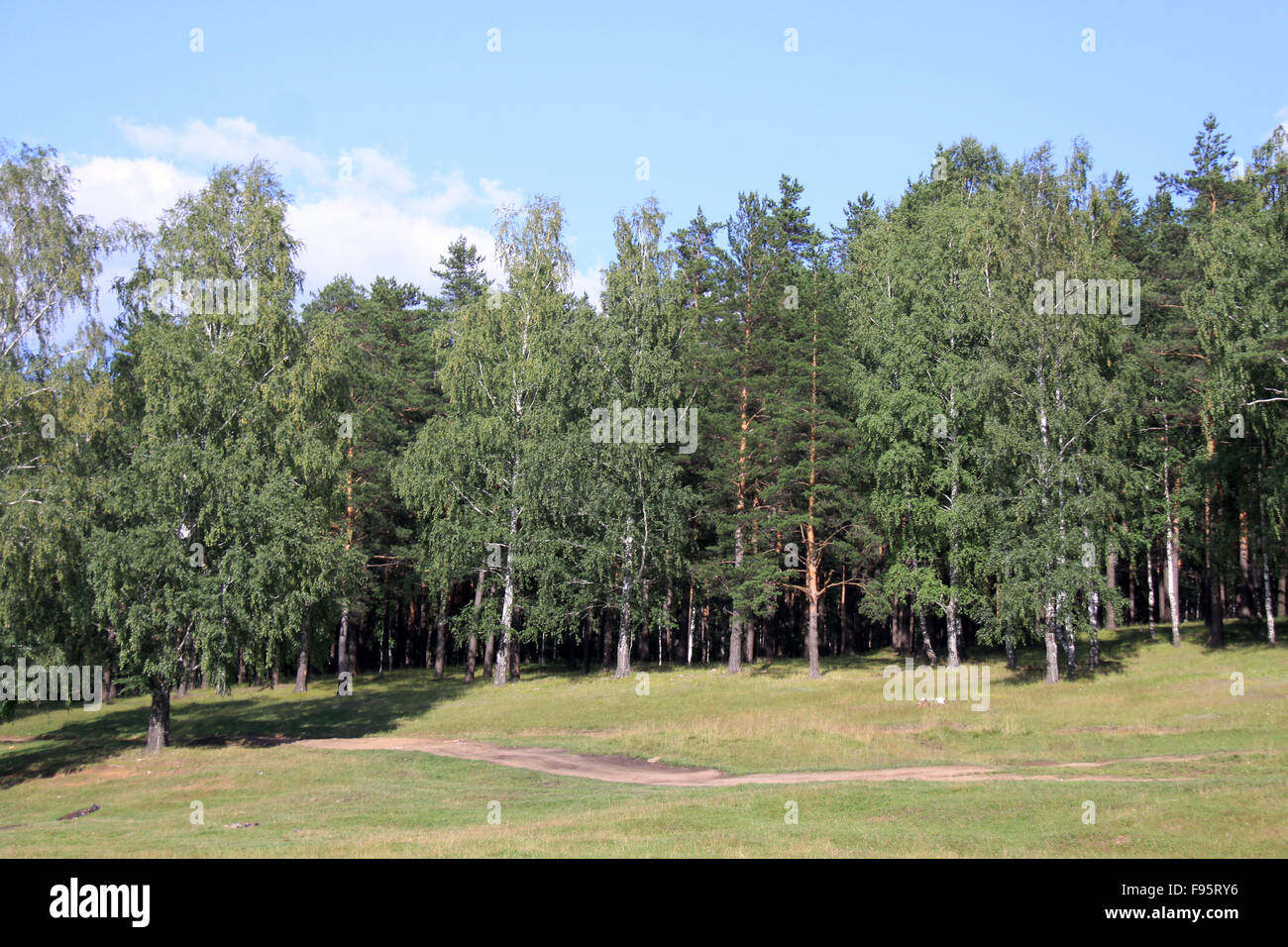 Beautiful forest landscape Stock Photo - Alamy