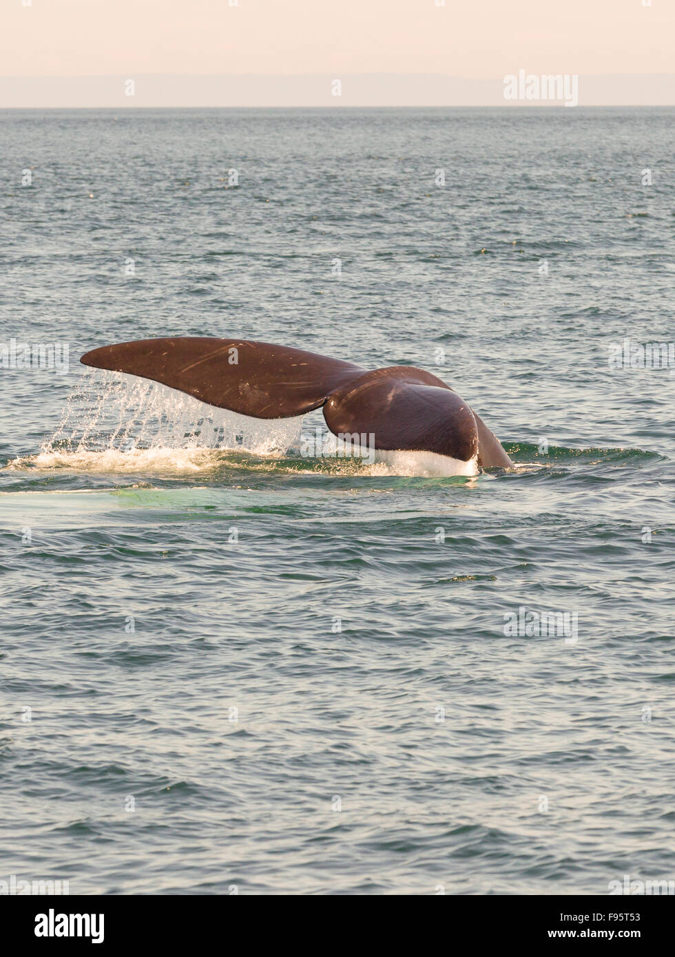 Fluke hi-res stock photography and images - Alamy