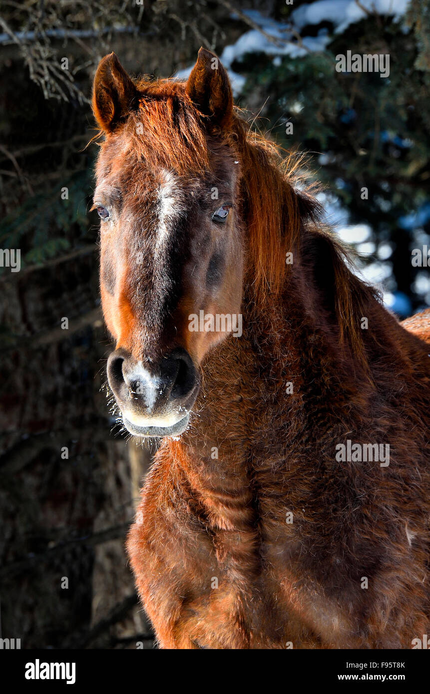 Domestic horse hi-res stock photography and images - Alamy