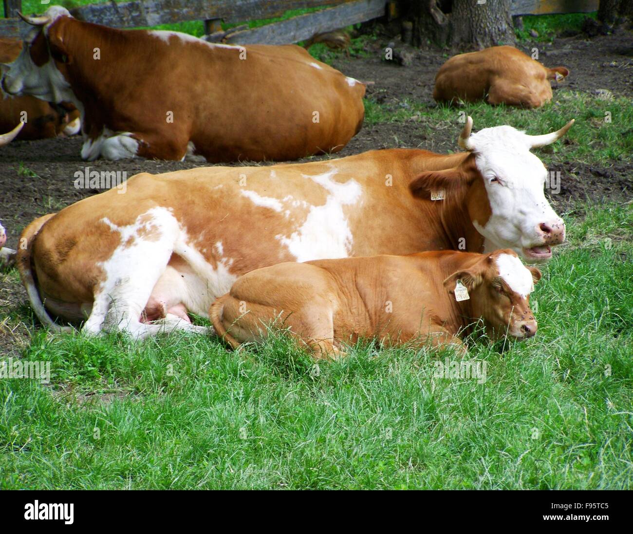 Les Bovins Stock Photos & Les Bovins Stock Images - Alamy