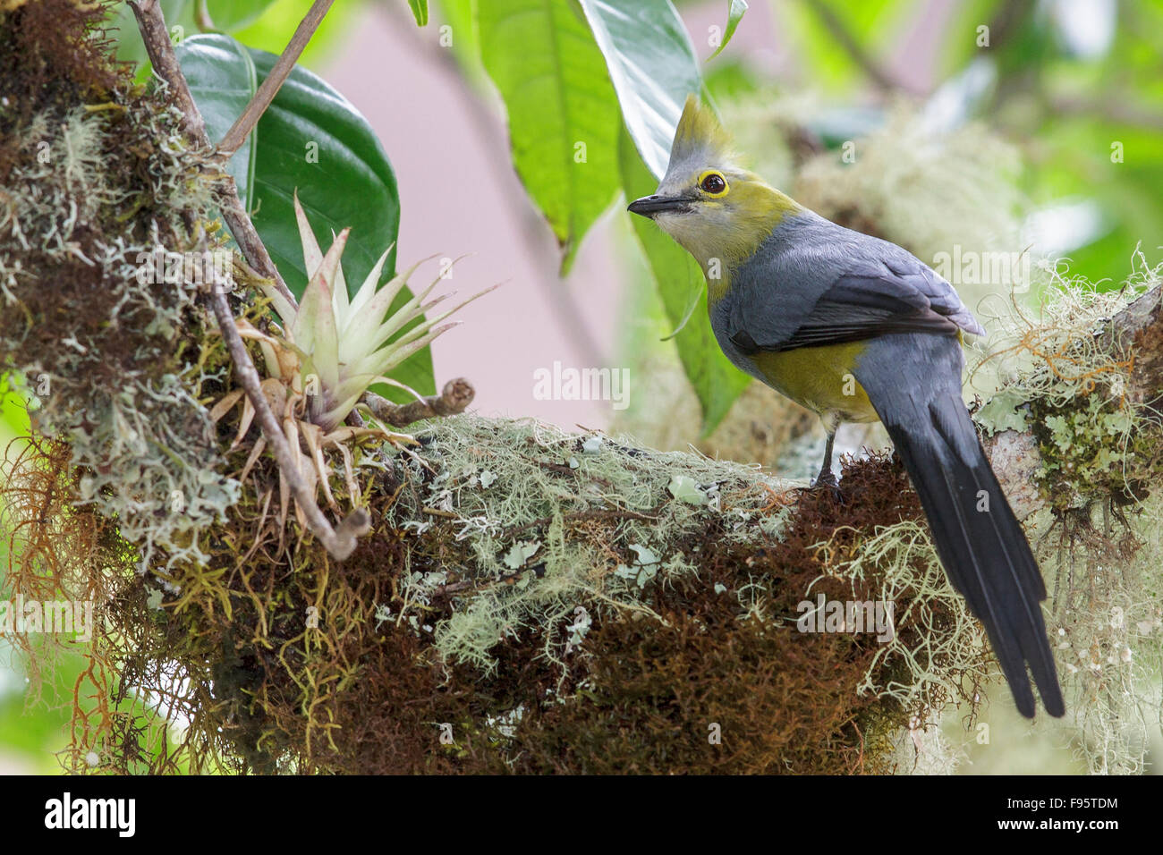 Longtailed Silky Flycatcher (Ptilogonys caudatus) perched on a branch ...