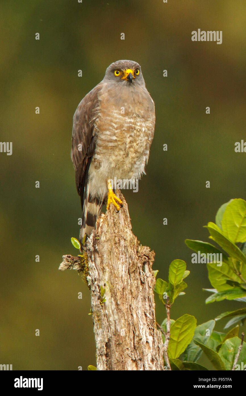 South america ecuador hawk hi-res stock photography and images - Alamy