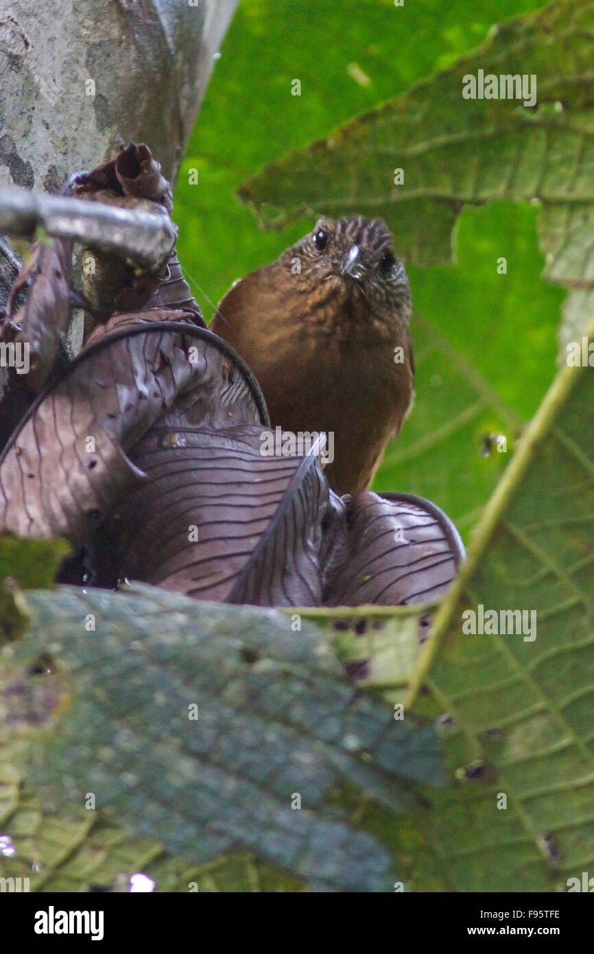 Streakcapped hi-res stock photography and images - Alamy