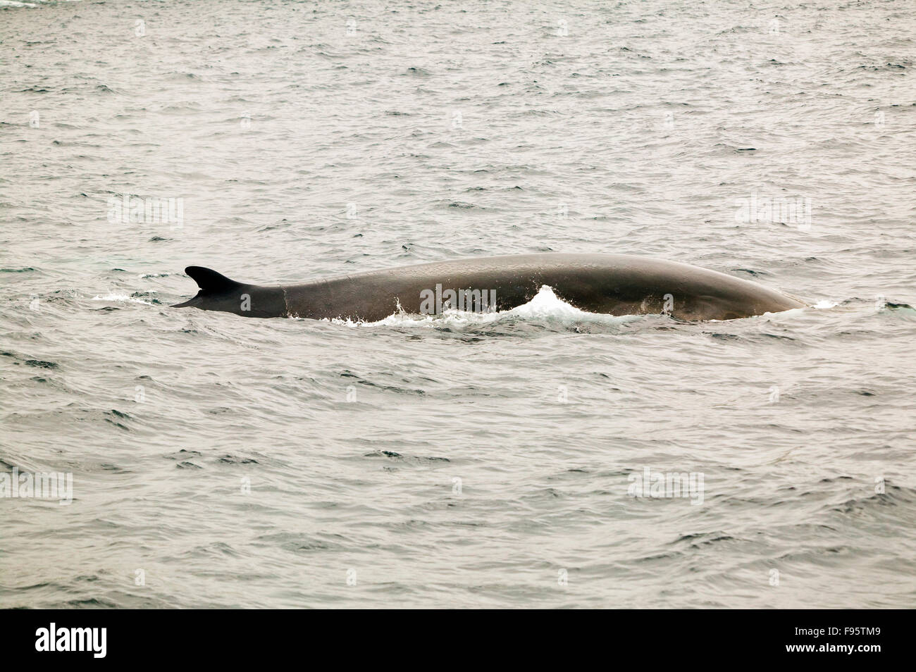 Fin Whale, (Balaenoptera physalus), Witless Bay Ecological Reserve ...