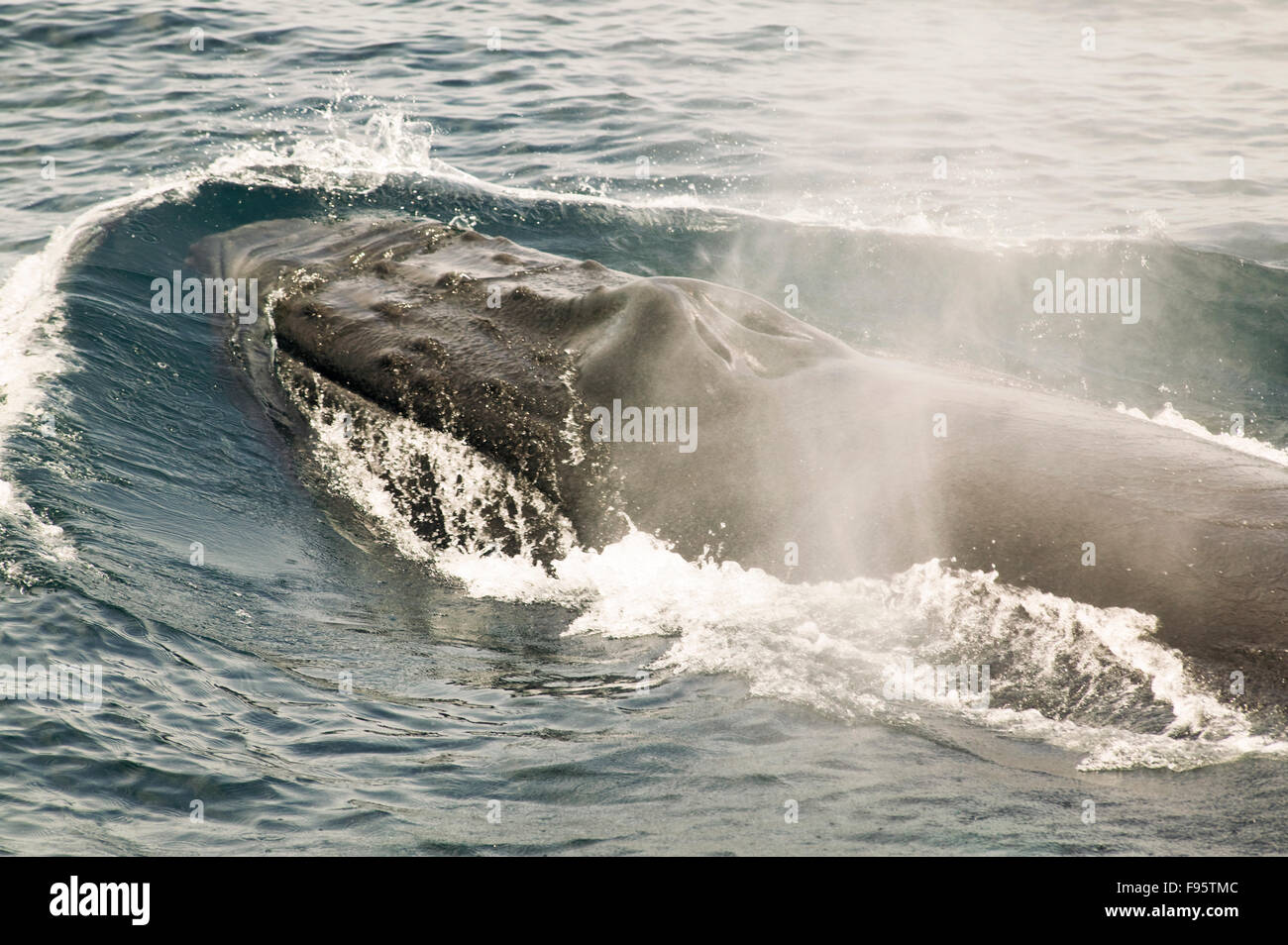 Spouting humpback whale hi-res stock photography and images - Alamy