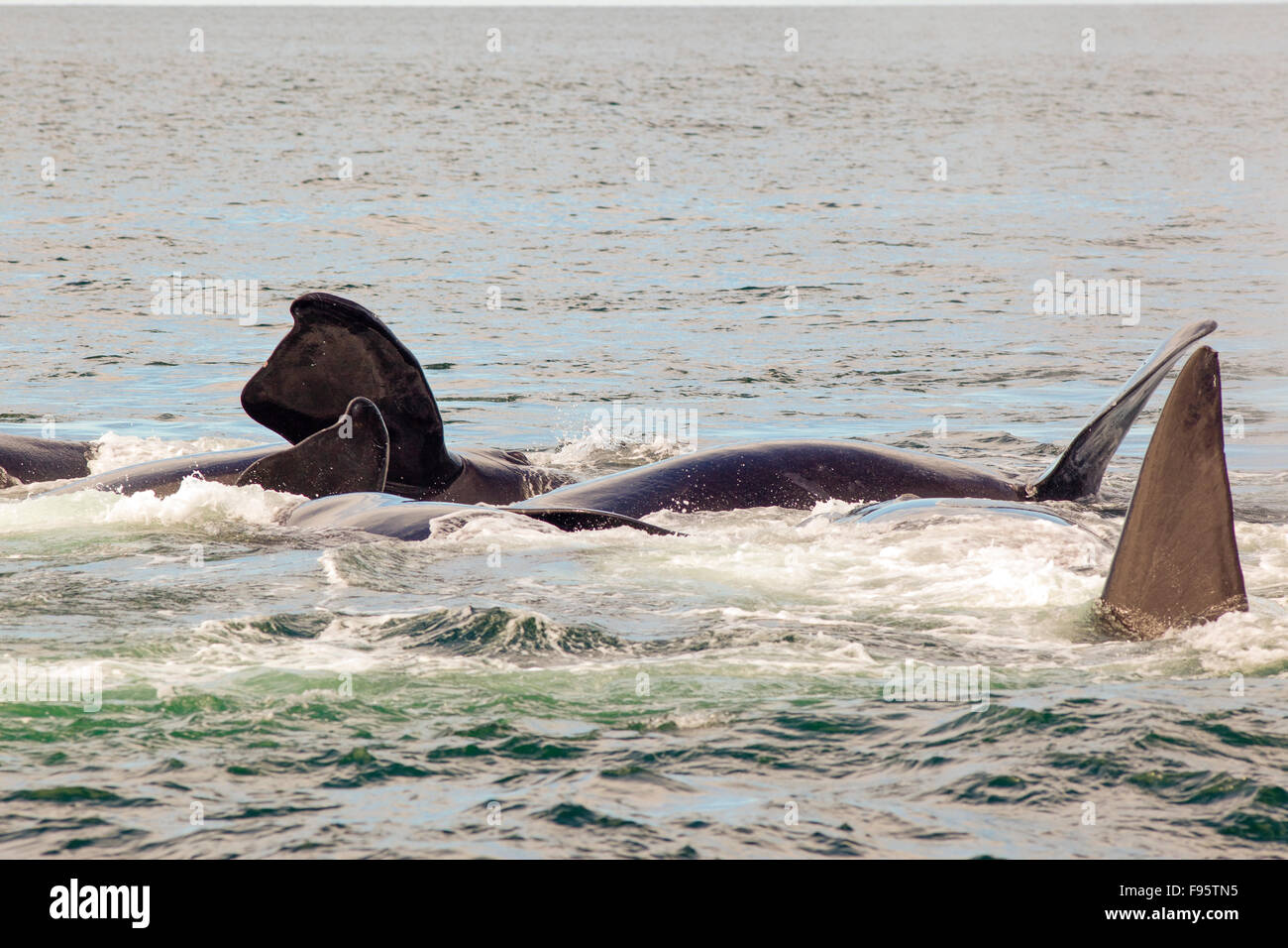 North atlantic right whale bay of fundy High Resolution Stock ...