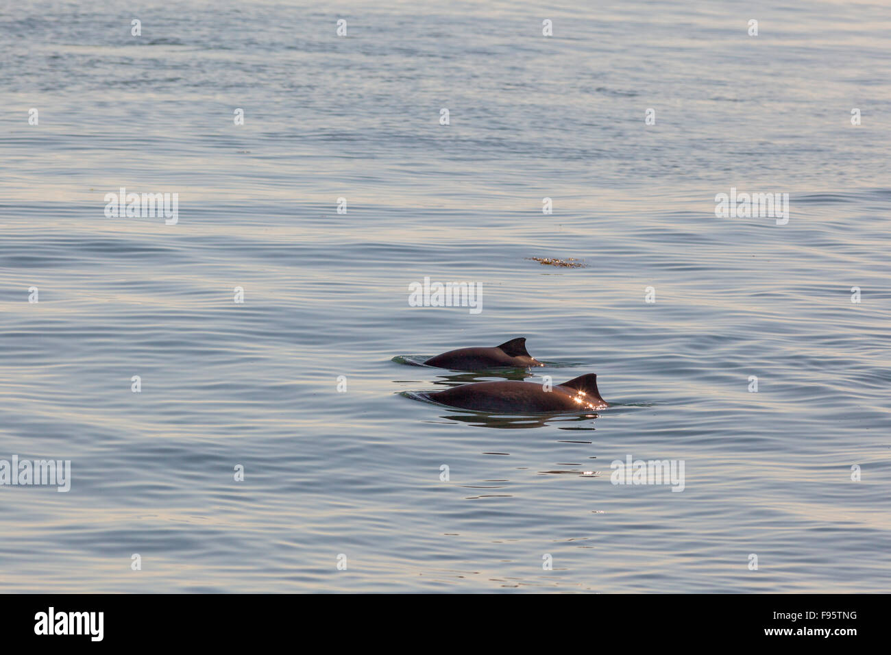 Harbour Porpoise, (Phocoena phocoena), Bay of Fundy, New Brunswick ...