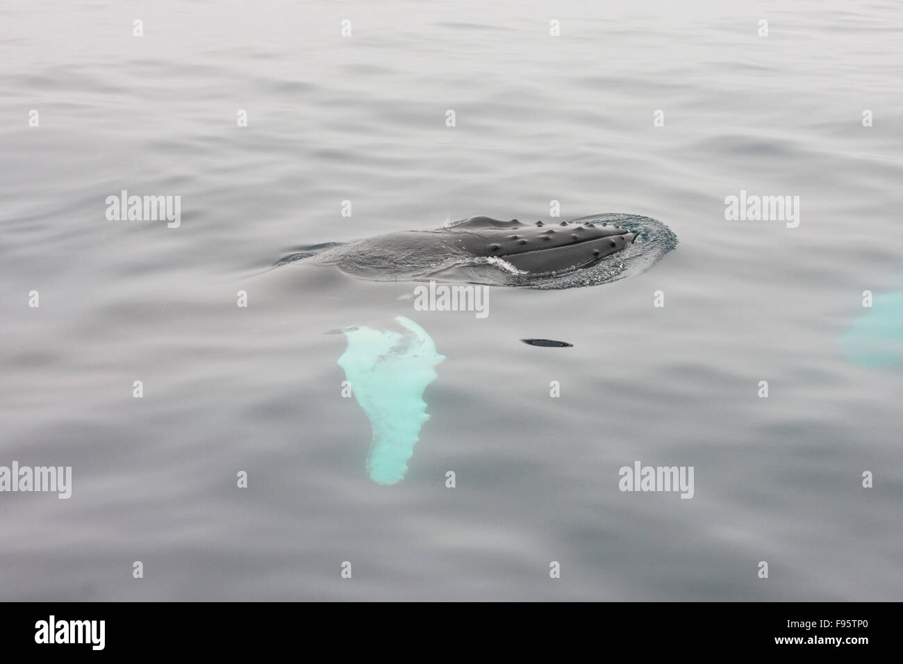 Humpback Whale Rostrum, (Megaptera novaeangliae) Witless Bay Ecological ...