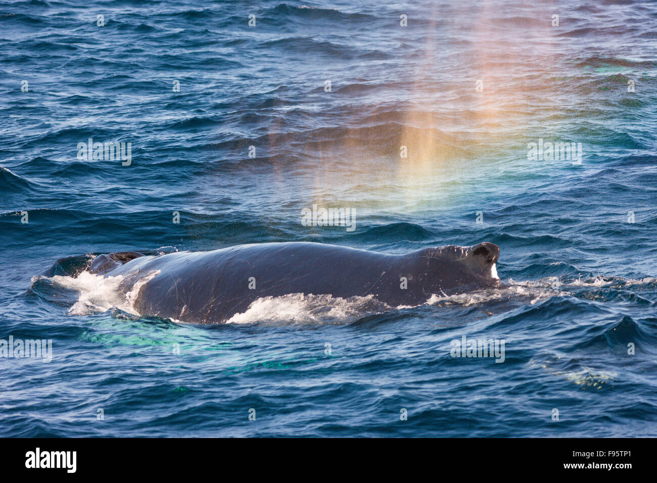 Spouting humpback whale hi-res stock photography and images - Alamy
