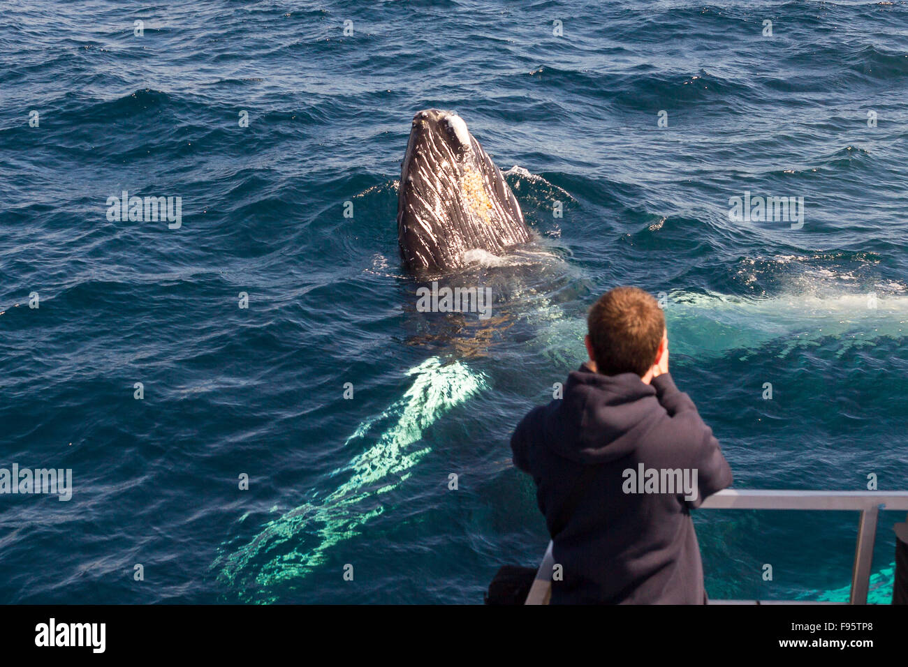 Whale watcher boats hi-res stock photography and images - Alamy