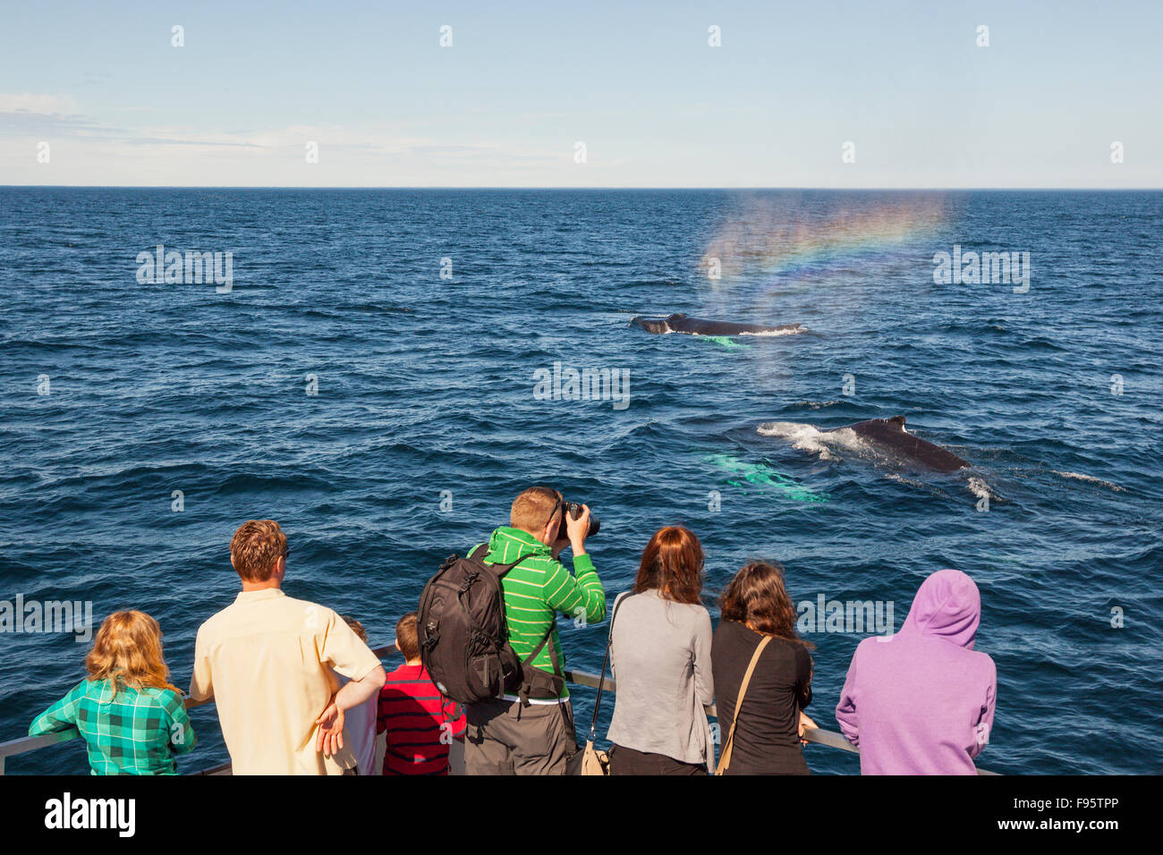 Humpback Whale spouting, (Megaptera novaeangliae), and whale watchers ...