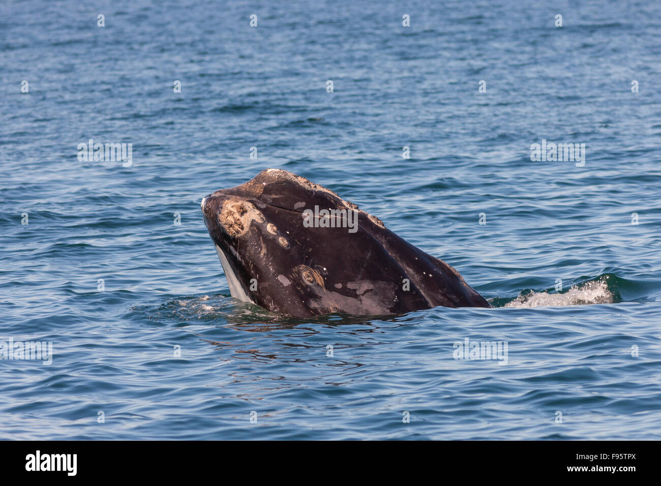North atlantic right whale bay of fundy High Resolution Stock ...