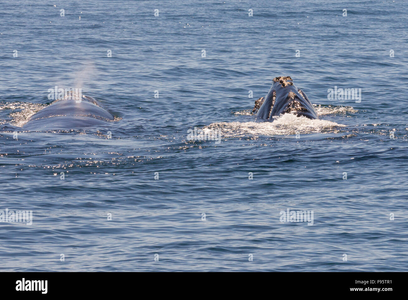 North Atlantic Right Whale Rostrum, (Eubalaena glacialis), off Grand ...