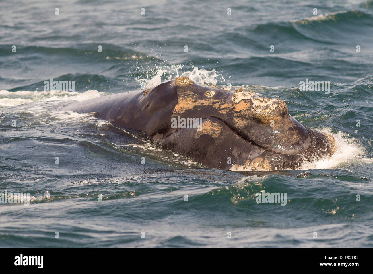 North Atlantic Right Whale Rostrum, (Eubalaena glacialis), off Grand ...