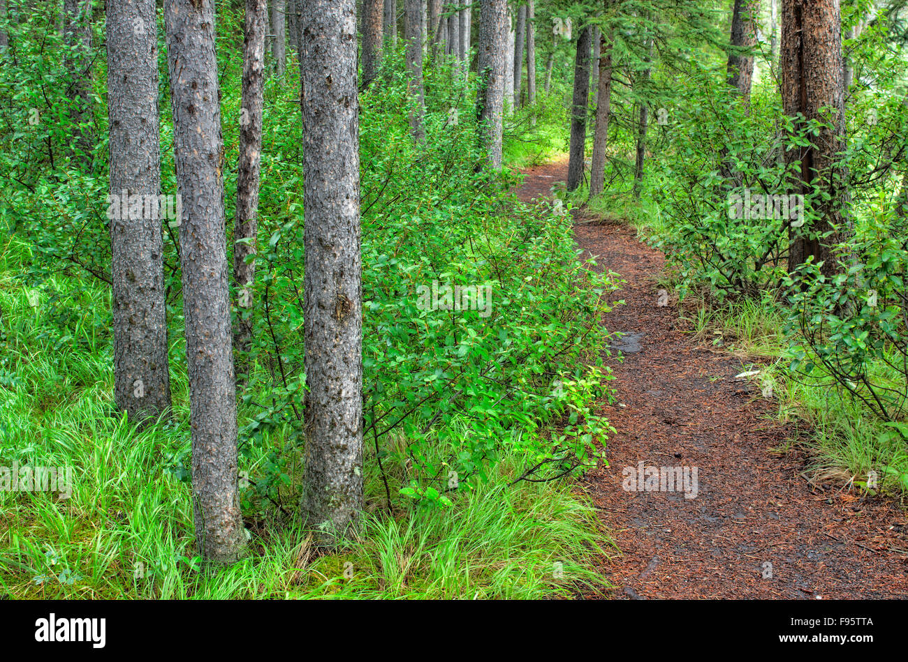 Banff johnson lake trees hi-res stock photography and images - Alamy
