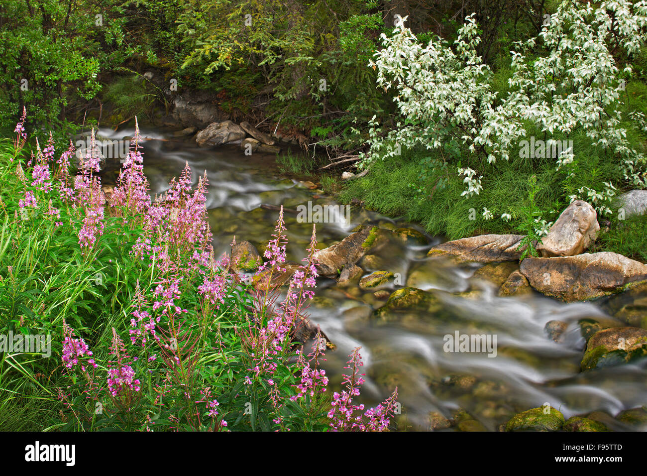 Banff national park flowers hi-res stock photography and images - Alamy