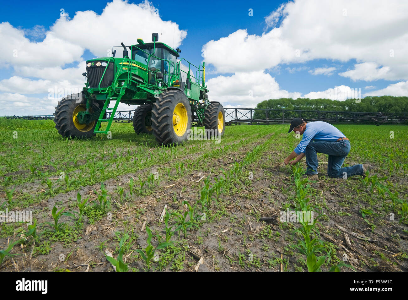 a farmer scouts for weeds in his early growth feed or grain corn field ...