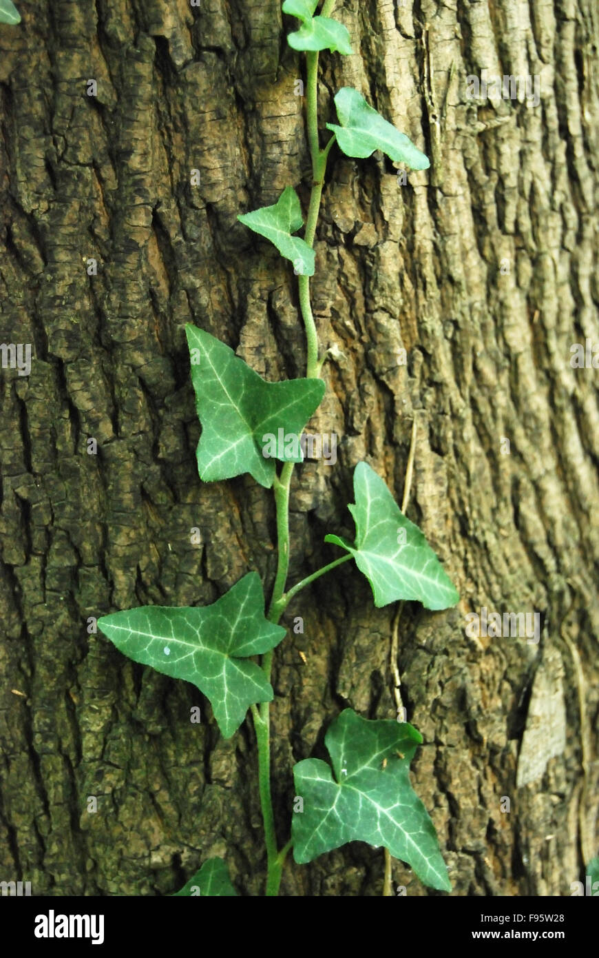 creeping ivy on a tree Stock Photo - Alamy