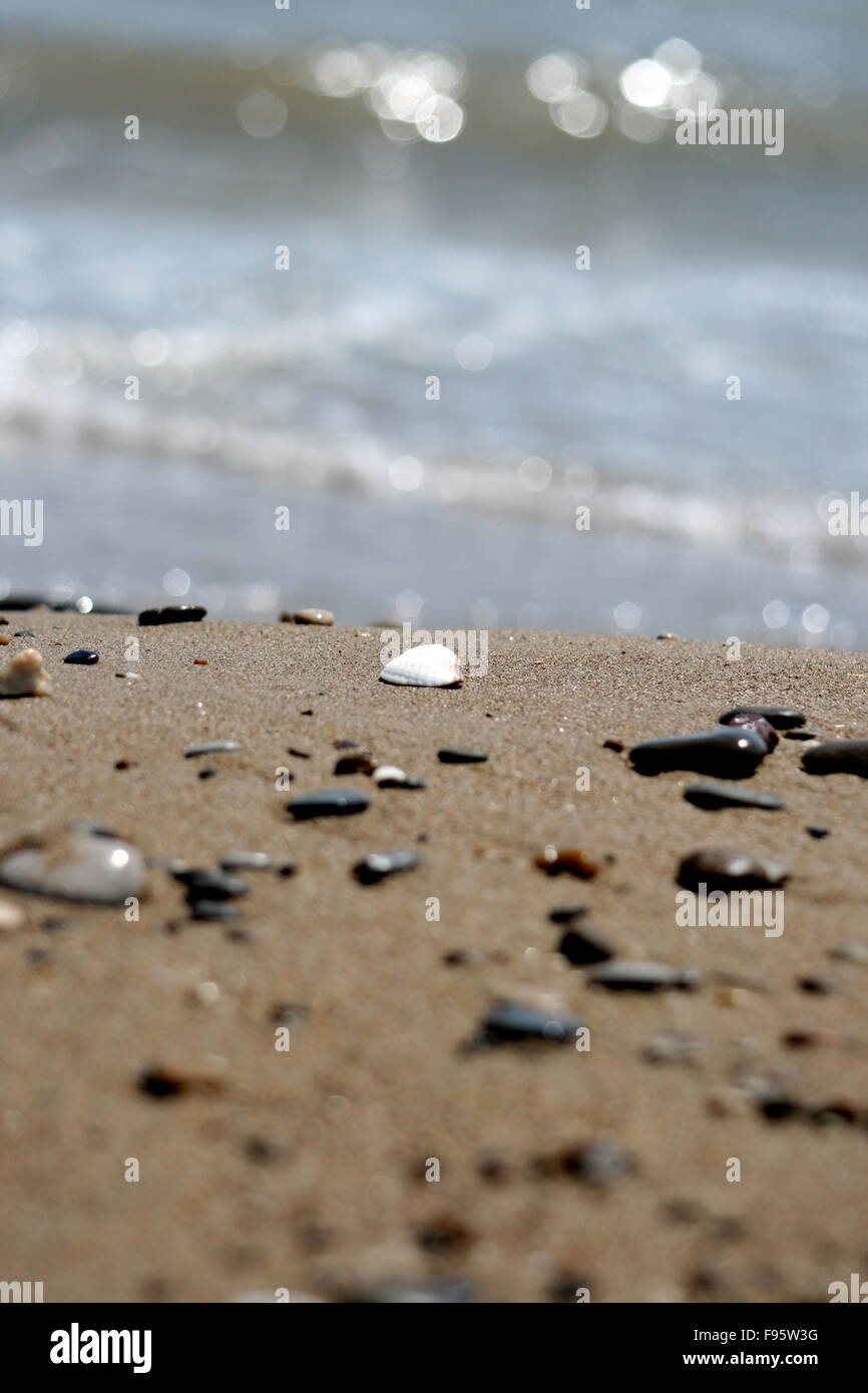 Shells On Beach Stock Photo - Alamy