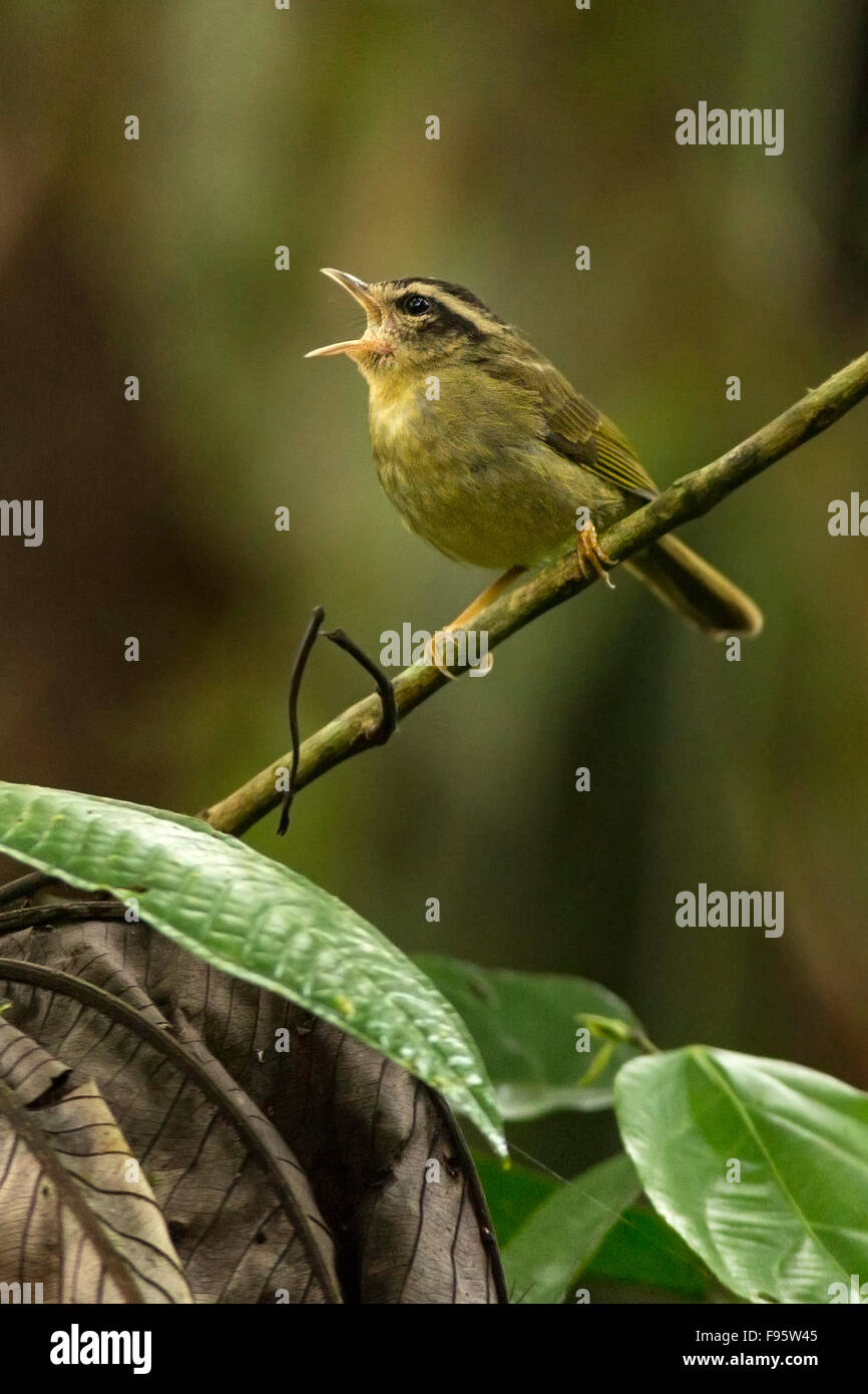 Threestriped Warbler (Basileuterus tristriatus) perched on a branch in ...