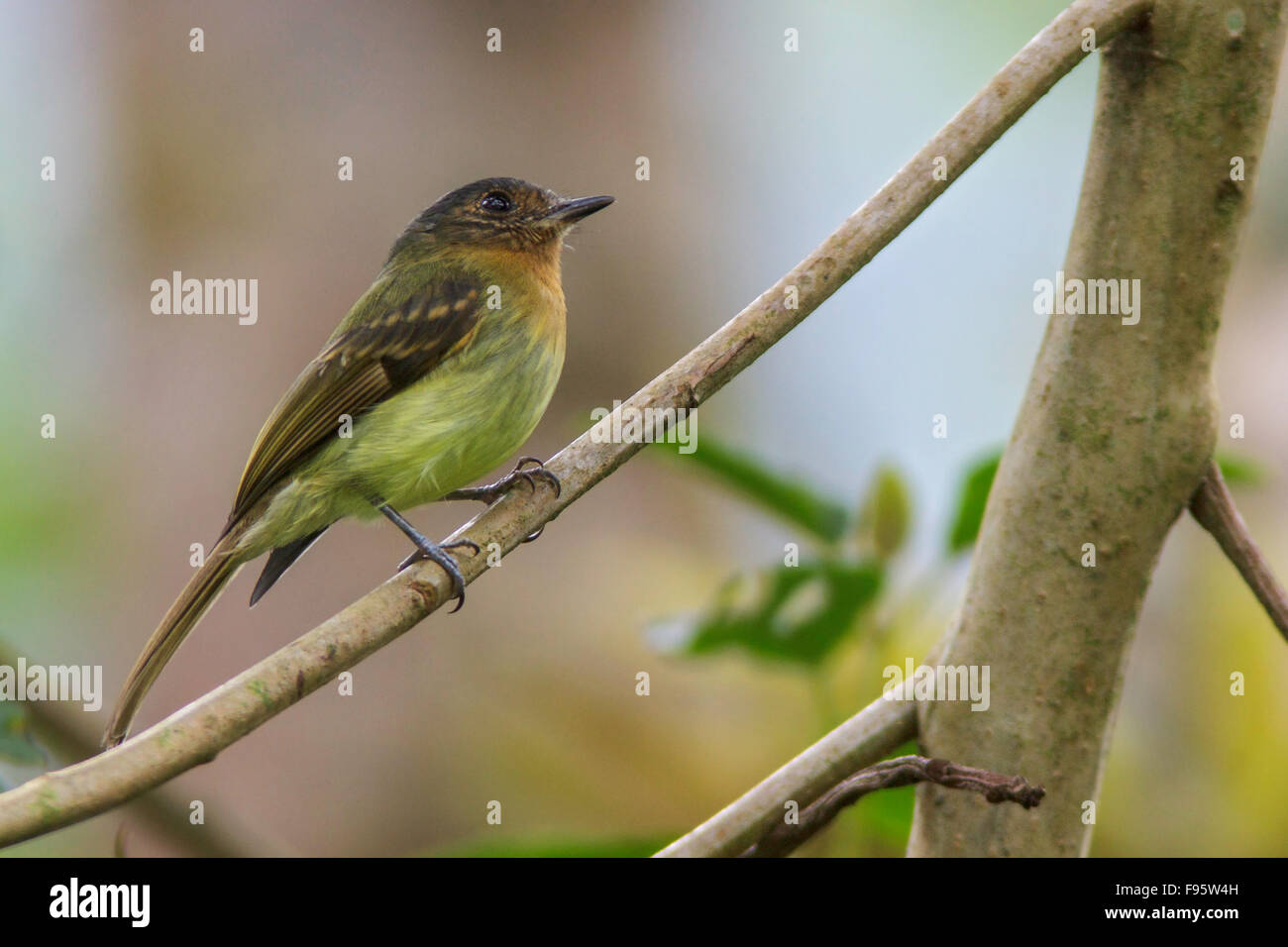 Nephelomyias pulcher hi-res stock photography and images - Alamy