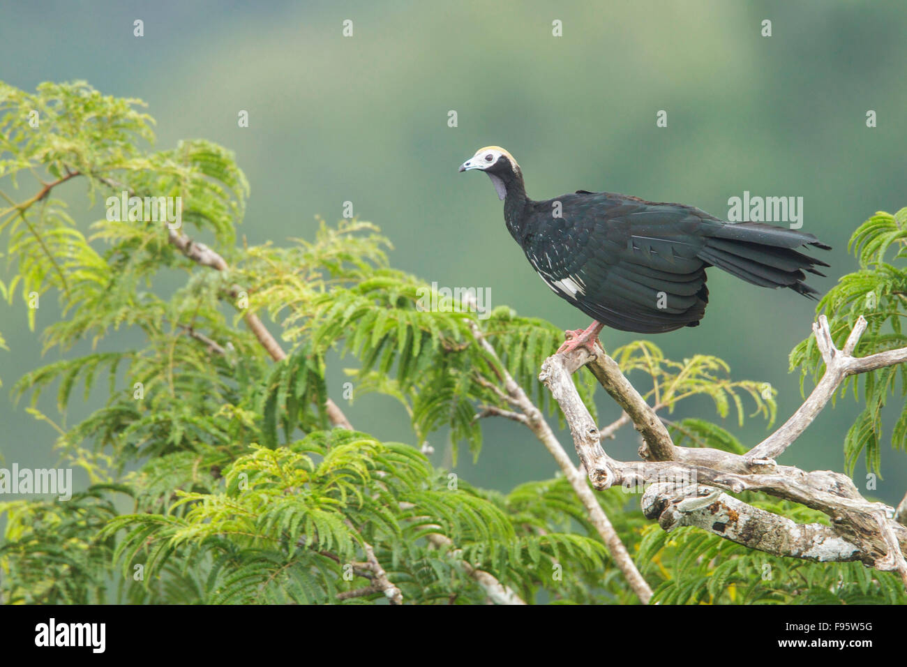 Common PipingGuan (Pipile pipile) perched on a branch in Ecuador, South ...