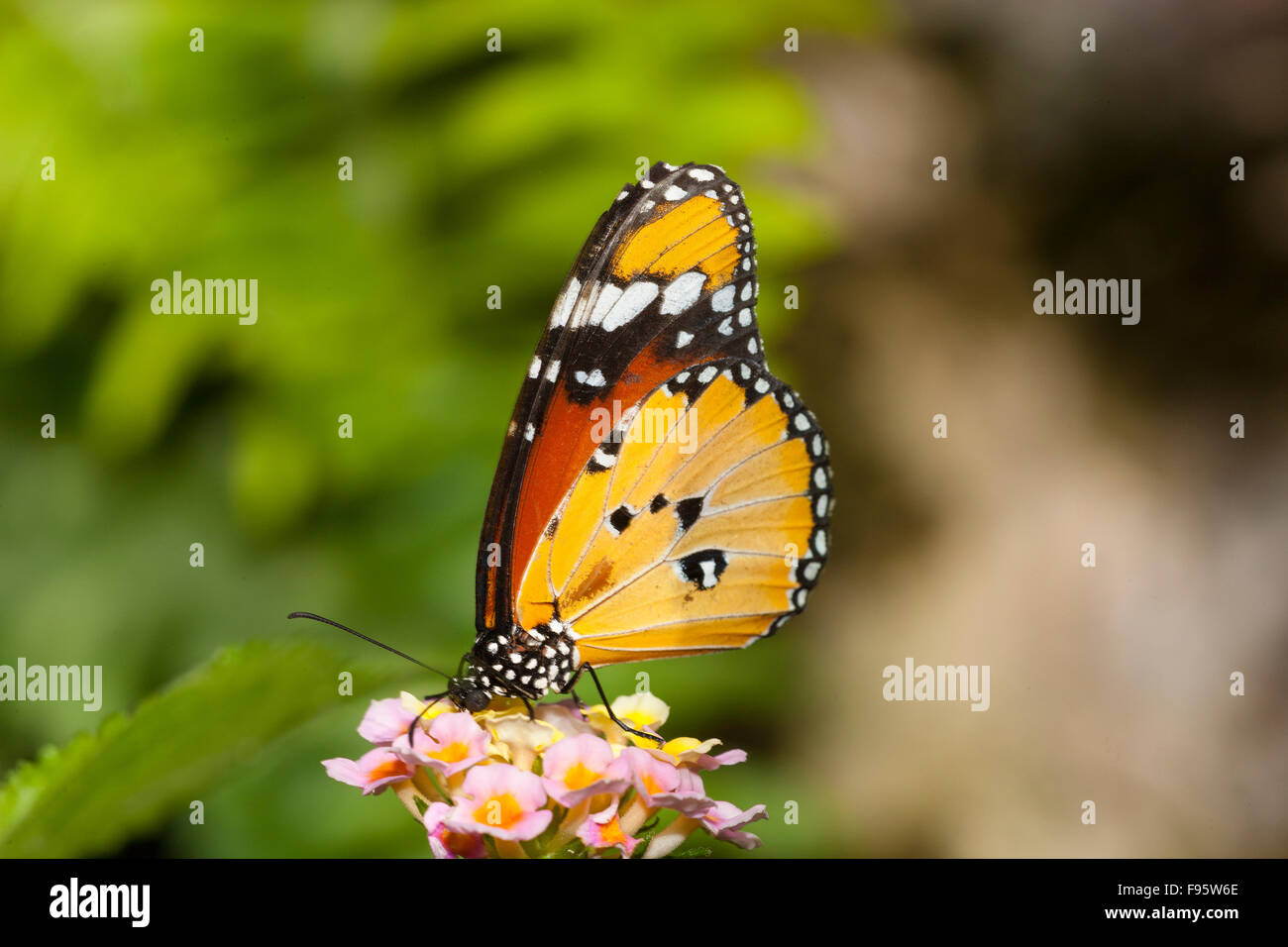Mimic Butterfly, (Danaus chrysippus) Male, ventral view Stock Photo - Alamy