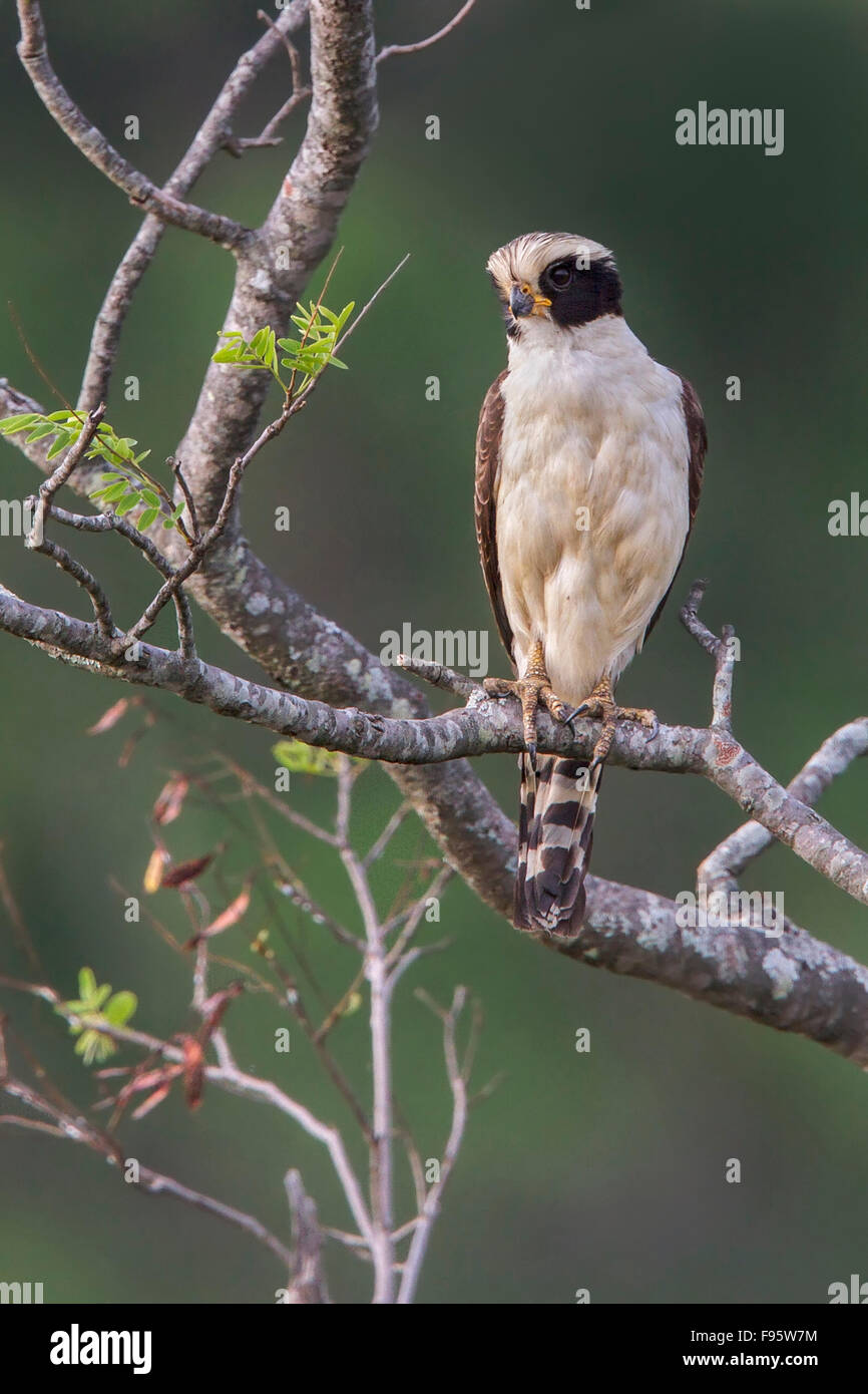 Laughing Falcon (Herpetotheres cachinnans) perched on a branch in the ...