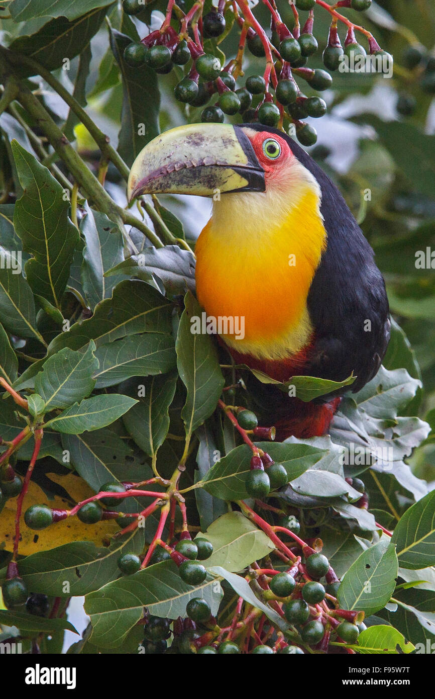 Redbreasted Toucan (Ramphastos dicolorus) perched on a branch in the ...