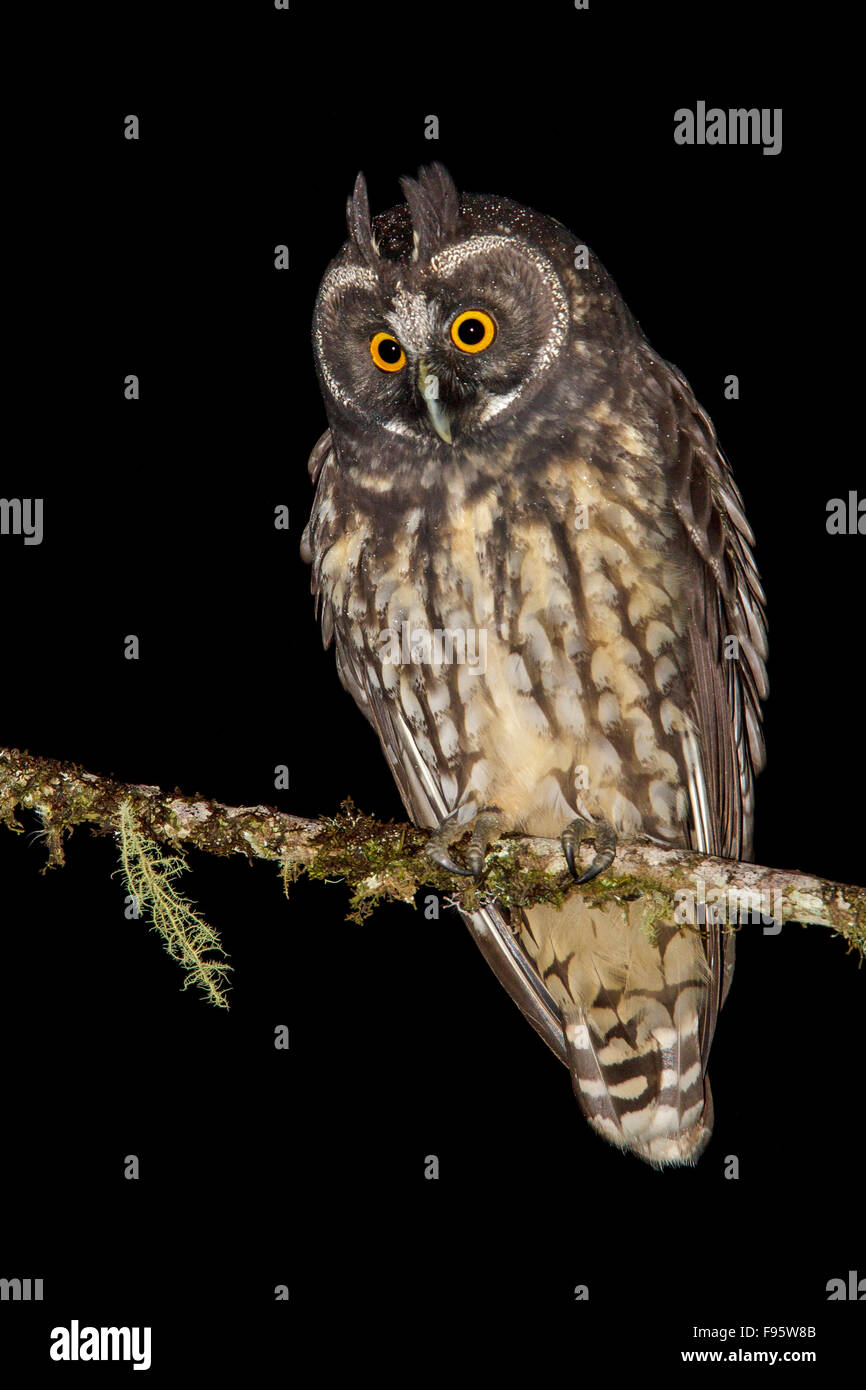 Stygian owl hi-res stock photography and images - Alamy