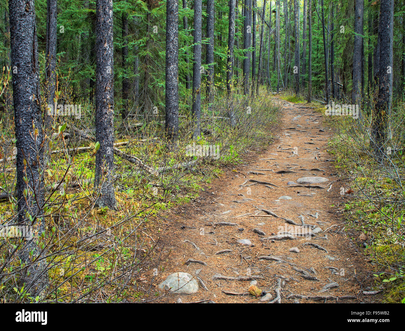 Trail along the path to Lower Sunwapta Falls, Jasper National Park ...