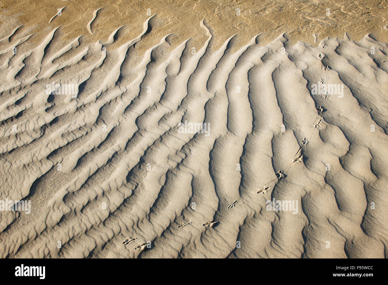 Sand detail hi-res stock photography and images - Alamy